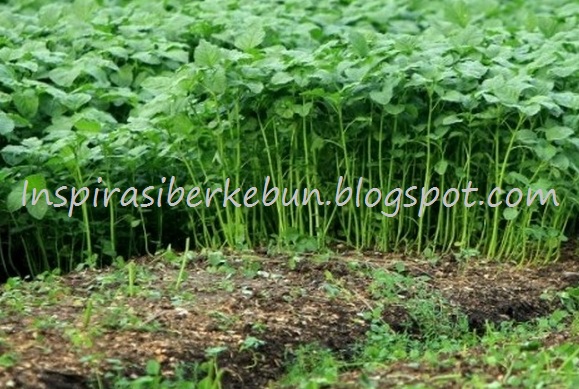 Cara Menanam Bayam Cabut Dengan mudah Dan Cepat Panen - Inspirasi Berkebun