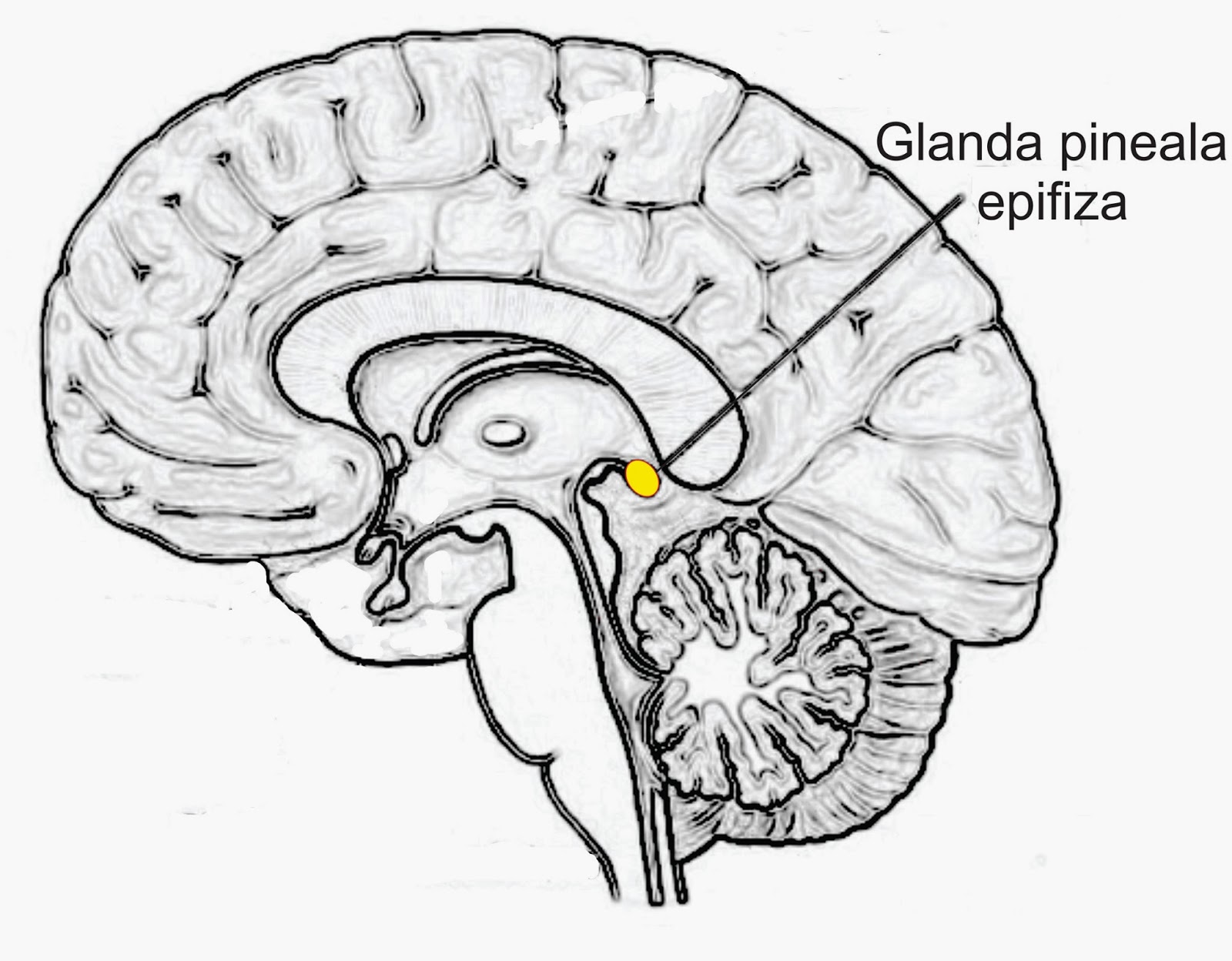 pagina de reflexoterapie: Glanda Pineală