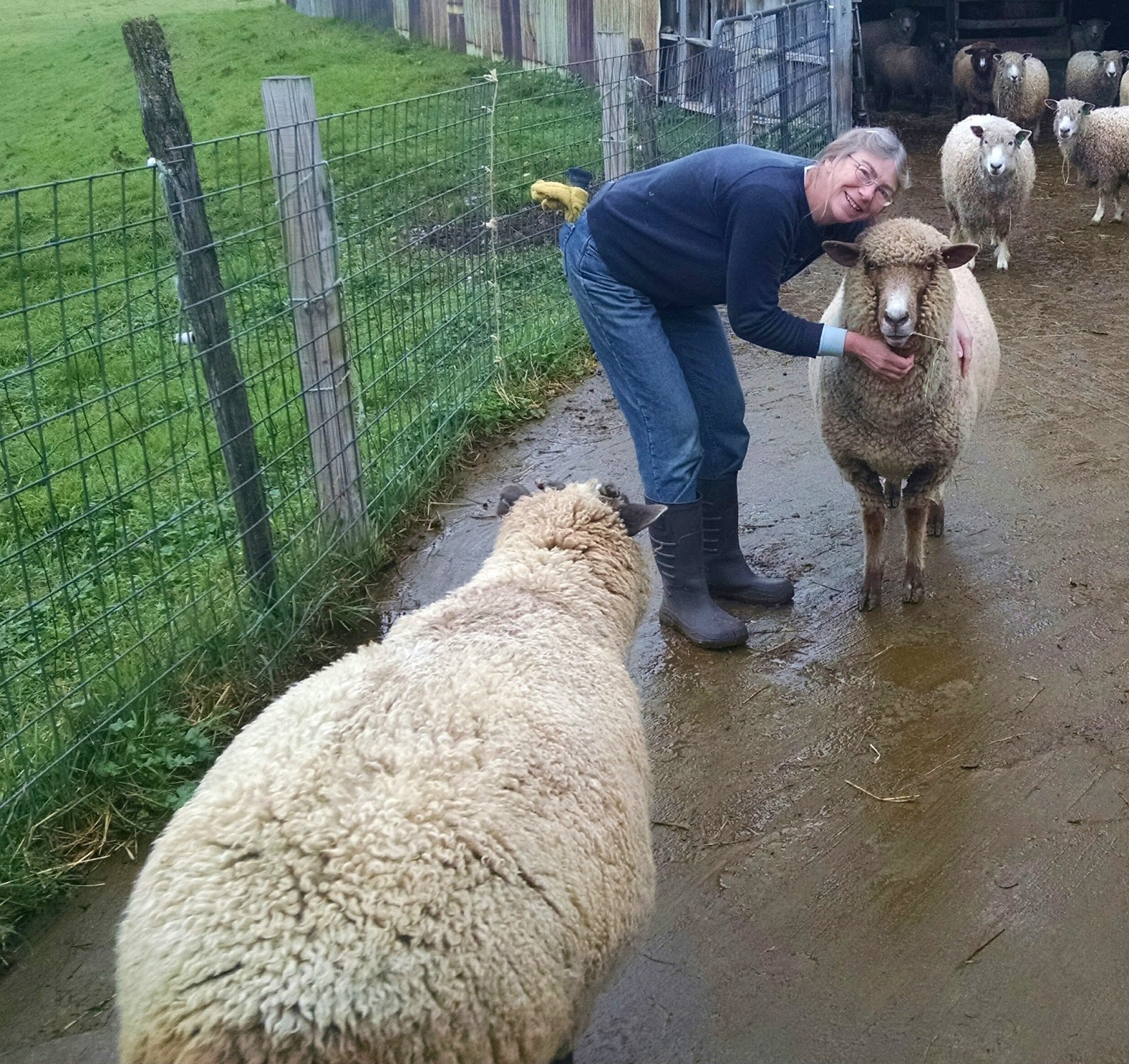 Knee Deep in Sheep: International Hug a Sheep Day!............Was Yesterday