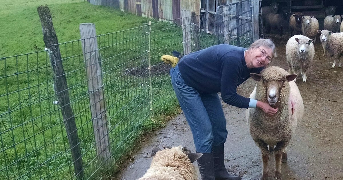 Knee Deep in Sheep: International Hug a Sheep Day!............Was Yesterday