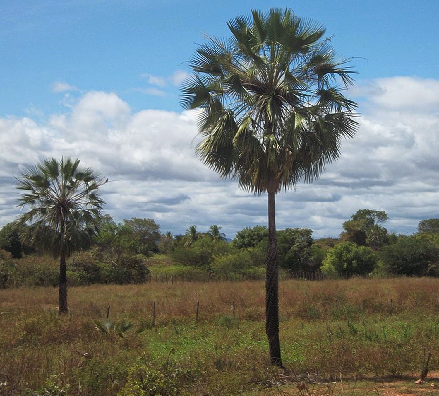 Blog do Edu Ambiental: Carnaúba