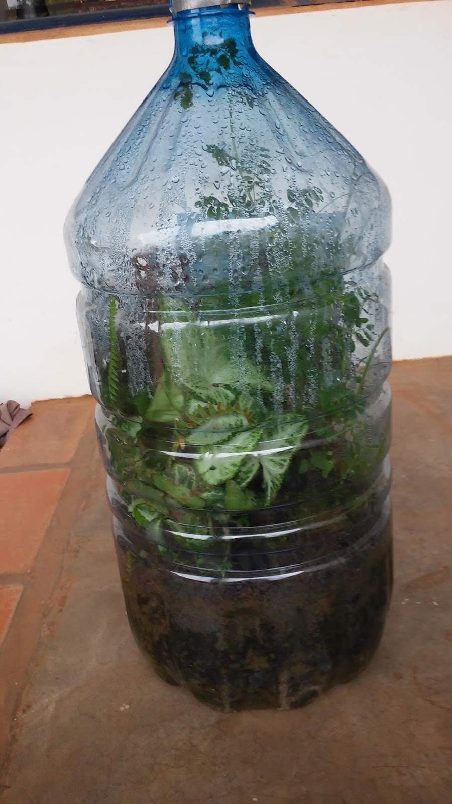 IB Biology Mesocosm Project IB Biology Mesocosm Project