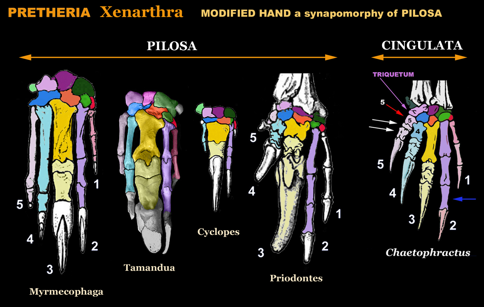 "A EVOLUÇÃO DOS MAMÍFEROS"