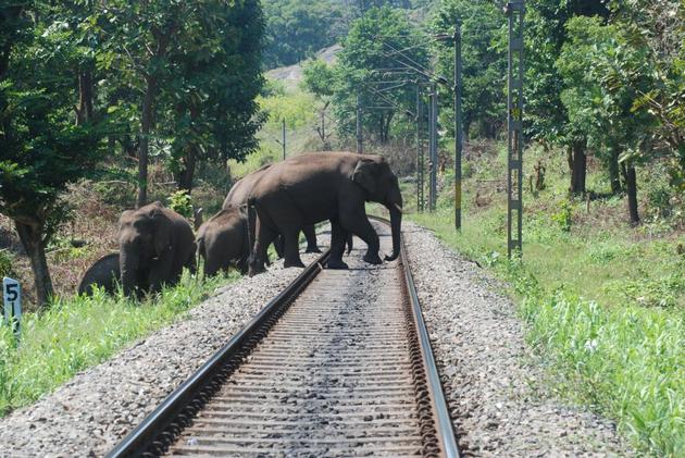 AILRSA - SHORNUR: Train working in walayar ghat section