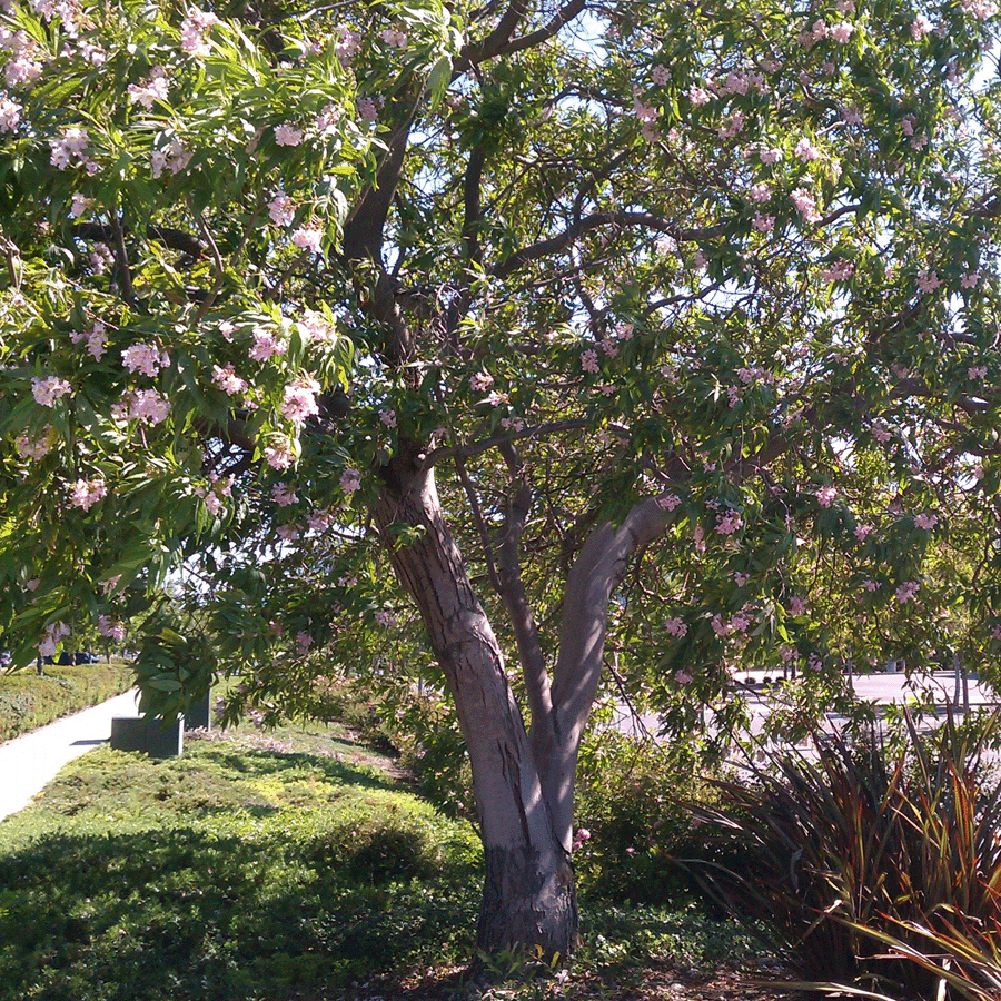 Eden By The Bay: Street Trees Through the Seasons - Desert Willow