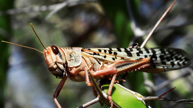The birth of Modern Man: WATCH: Horde of locusts blocks out the skies ...