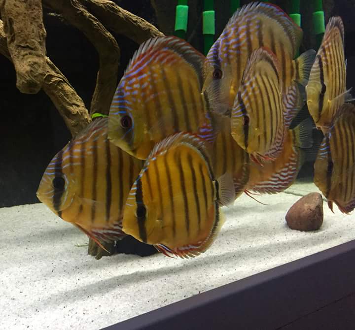 Mania de Aquário: Pequenas dicas sobre discus