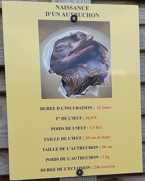 Mes passe-temps.: La Balade des Autruches