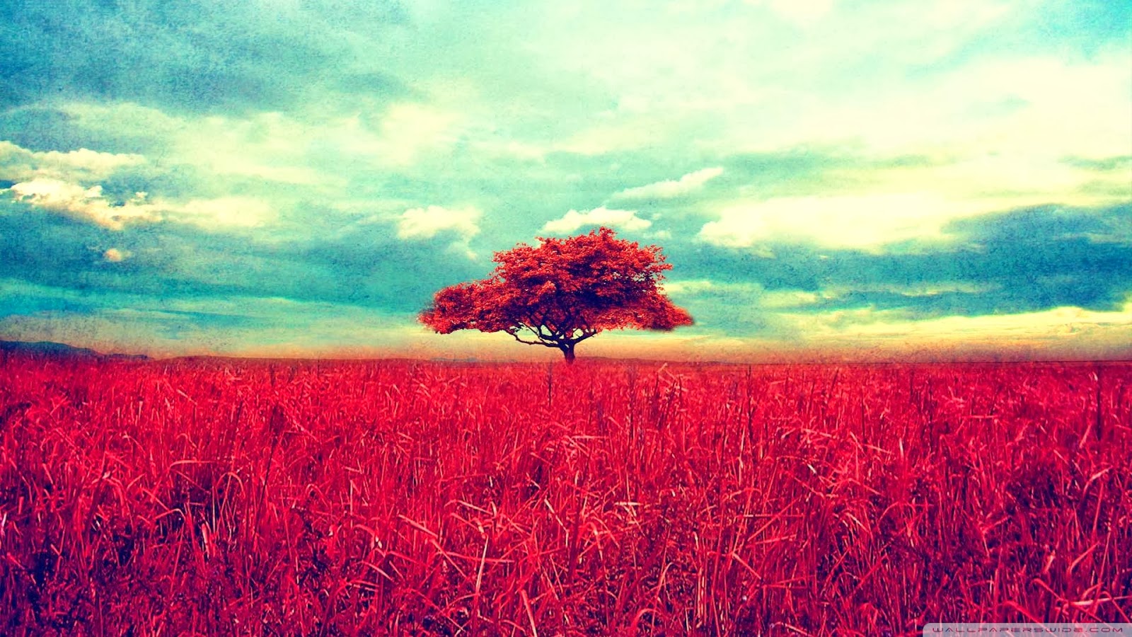 full had wallpapers - wallpaper