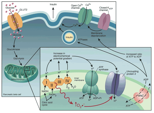 School: ETC - Uncoupling of proteins allows heat generation