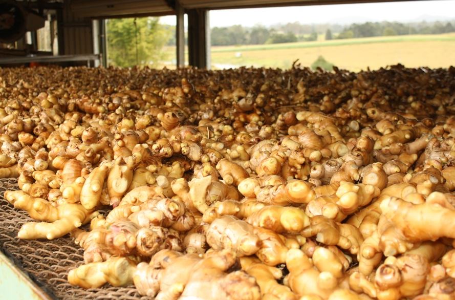 Welcome to King Solomon's Blog: Ginger Sales and Production