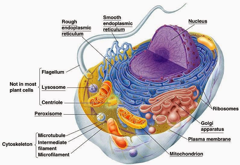 The Cell World: Organels of Cells