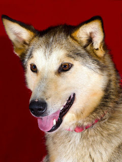 Catching Up With Rambler - SP Kennel