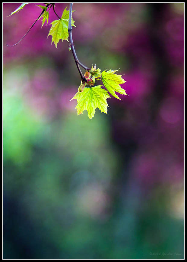 Lens Bubbles: Zeiss Ikon Ernostar 110mm f1.9 Projection Lens