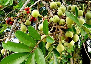 Argentina nativa: Palo lanza (Phyllostylon rhamnoides)