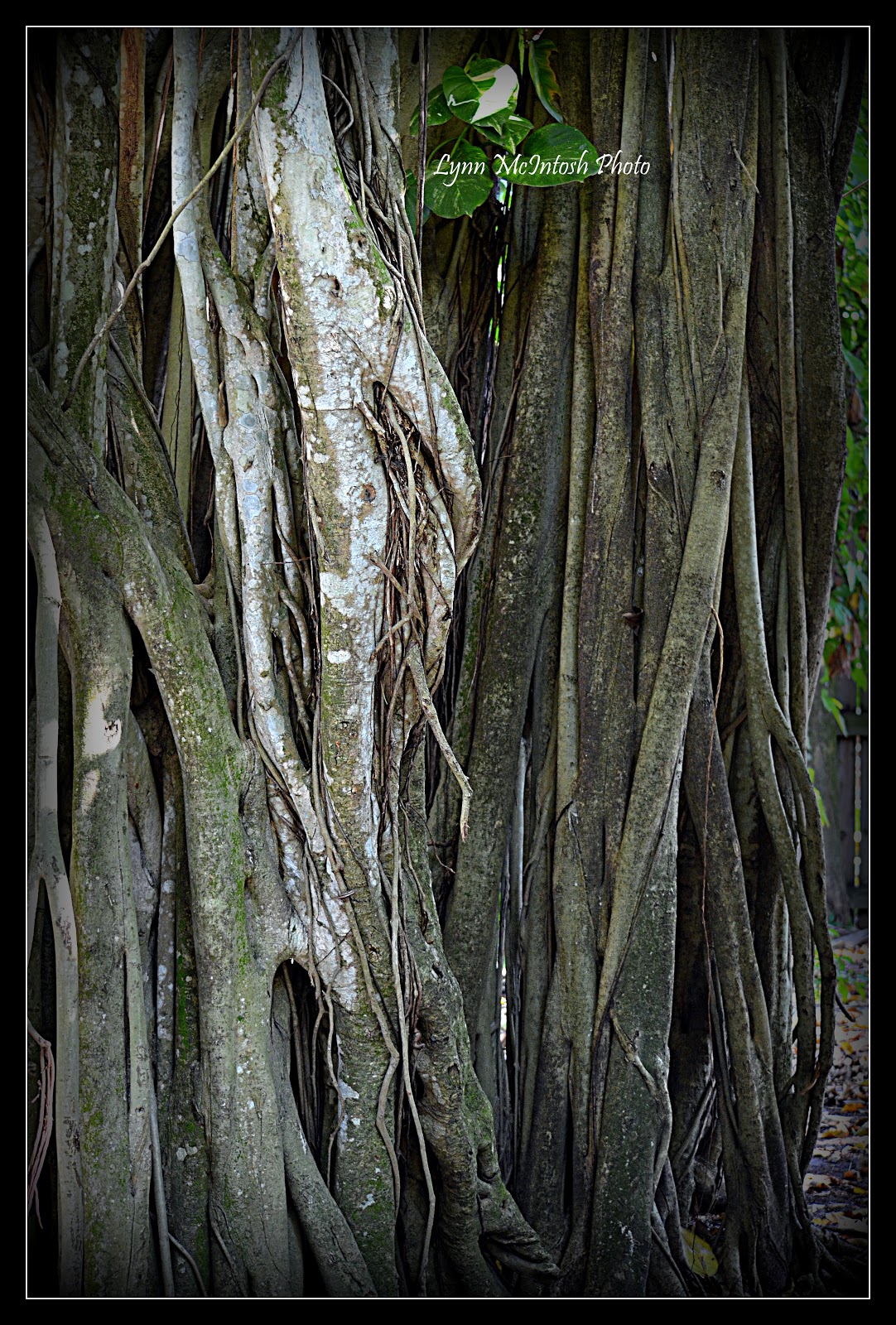 Southwest Florida Gardener: I've got a thing for trees