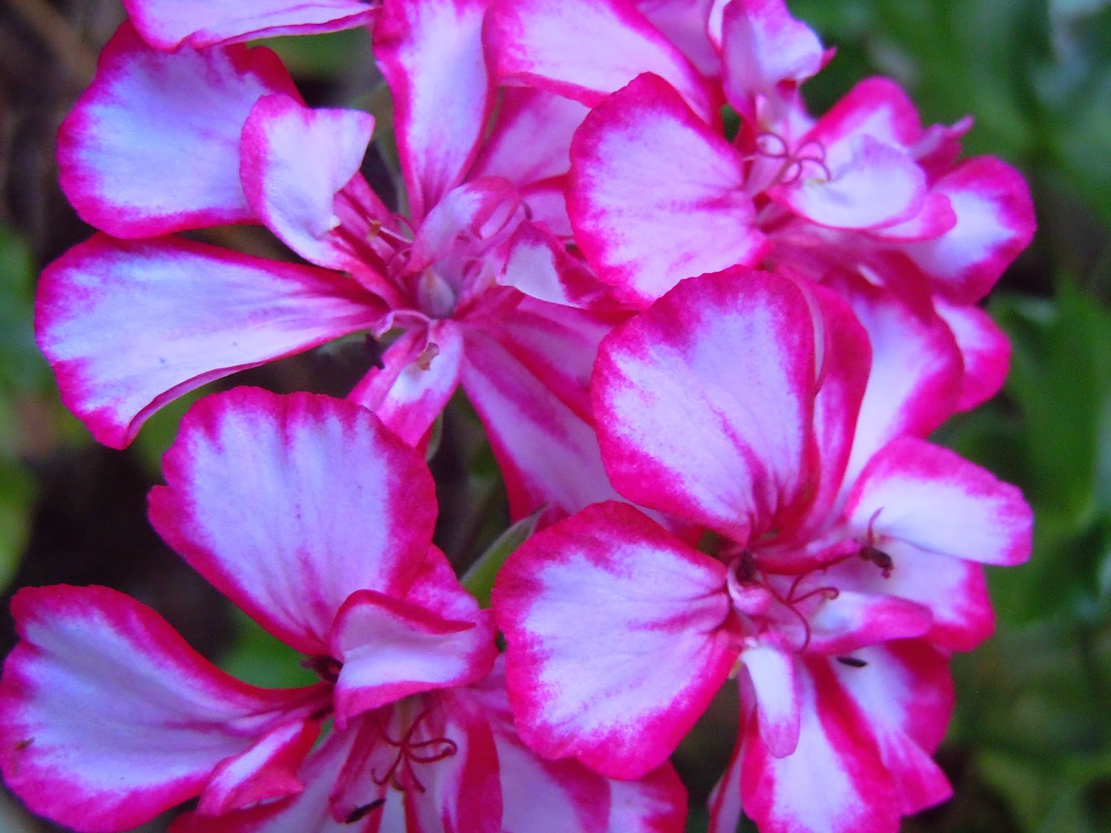 DIÁRIO COM A NATUREZA: 13 DE ABRIL - GERÂNIO - FLOR