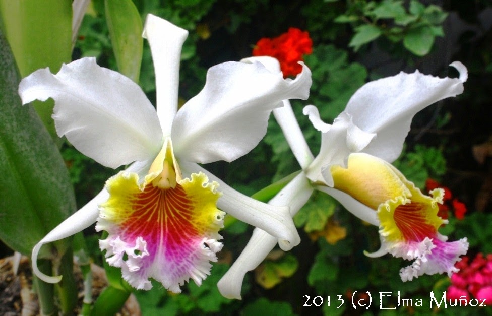 Cattleya rex "El rey de las cattleyas" ~ Orquídeas del Perú