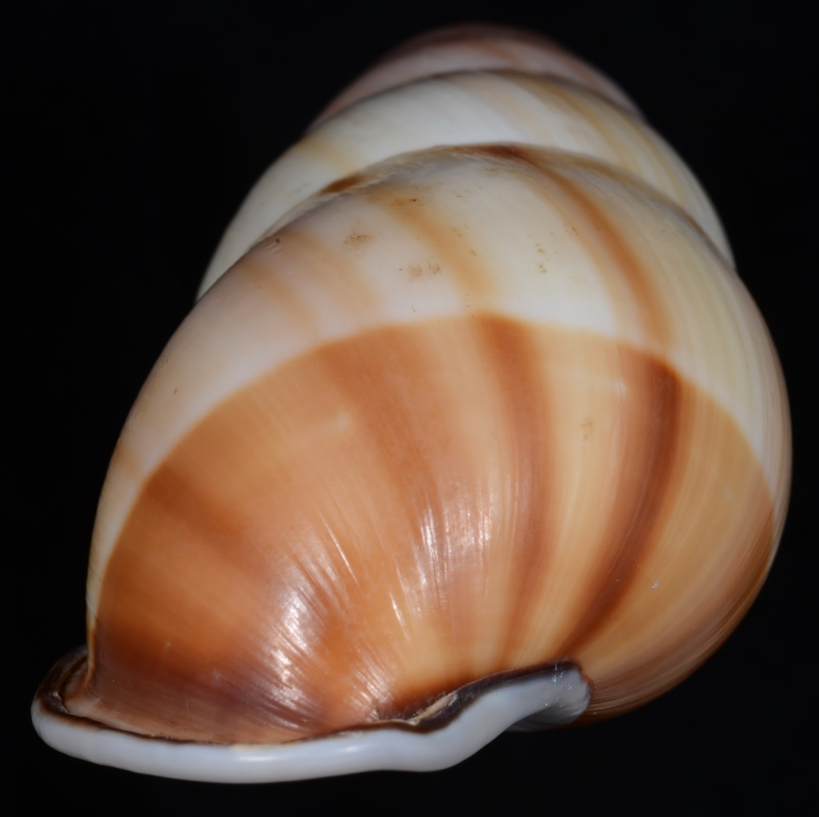 Dr. Lee's Gallery Museum: Amphidromus inversus annamiticus 56.25mm ...