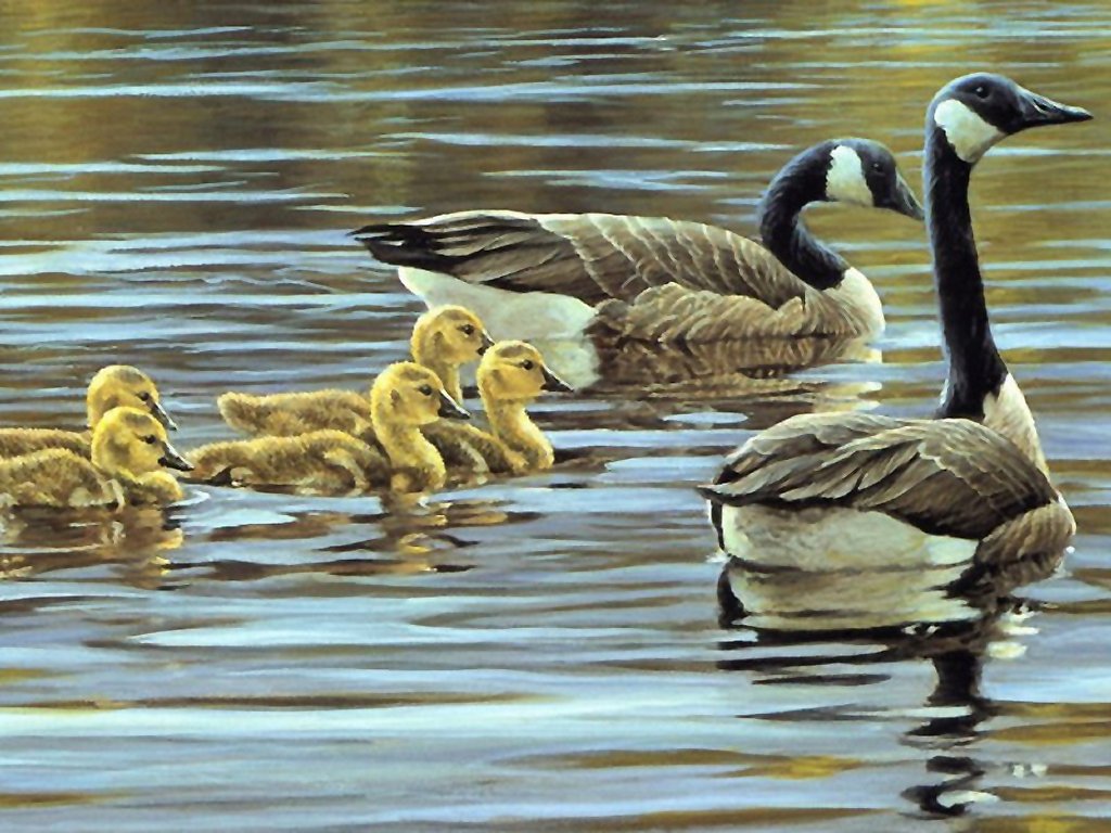El lago Titicaca: Que animales encontramos en el lago Titicaca?