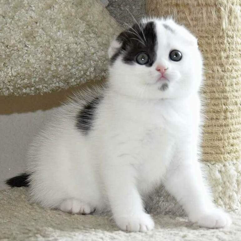 Jual Kucing Persia: HARGA KUCING SCOTTISH FOLD