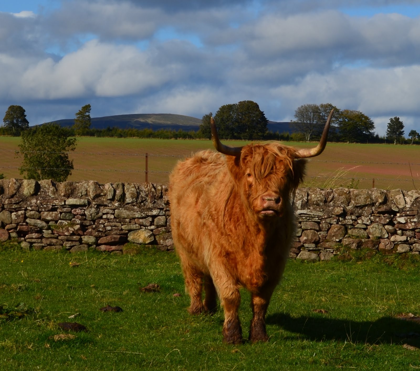 Tour Scotland: Tour Scotland Photograph Brown Highland Cow Kirriemuir ... Tour Scotland: Tour Scotland Photograph Brown Highland Cow Kirriemuir ...
