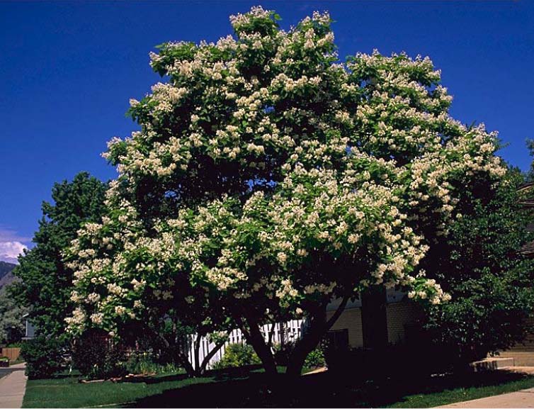 Beechwood Landscape Architecture and Construction: Northern Catalpa ...