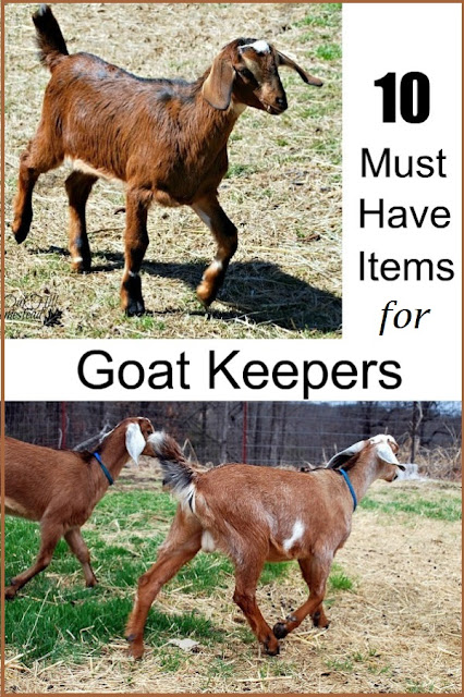 Goat Equipment and Supplies for New Goat Owners - Oak Hill Homestead