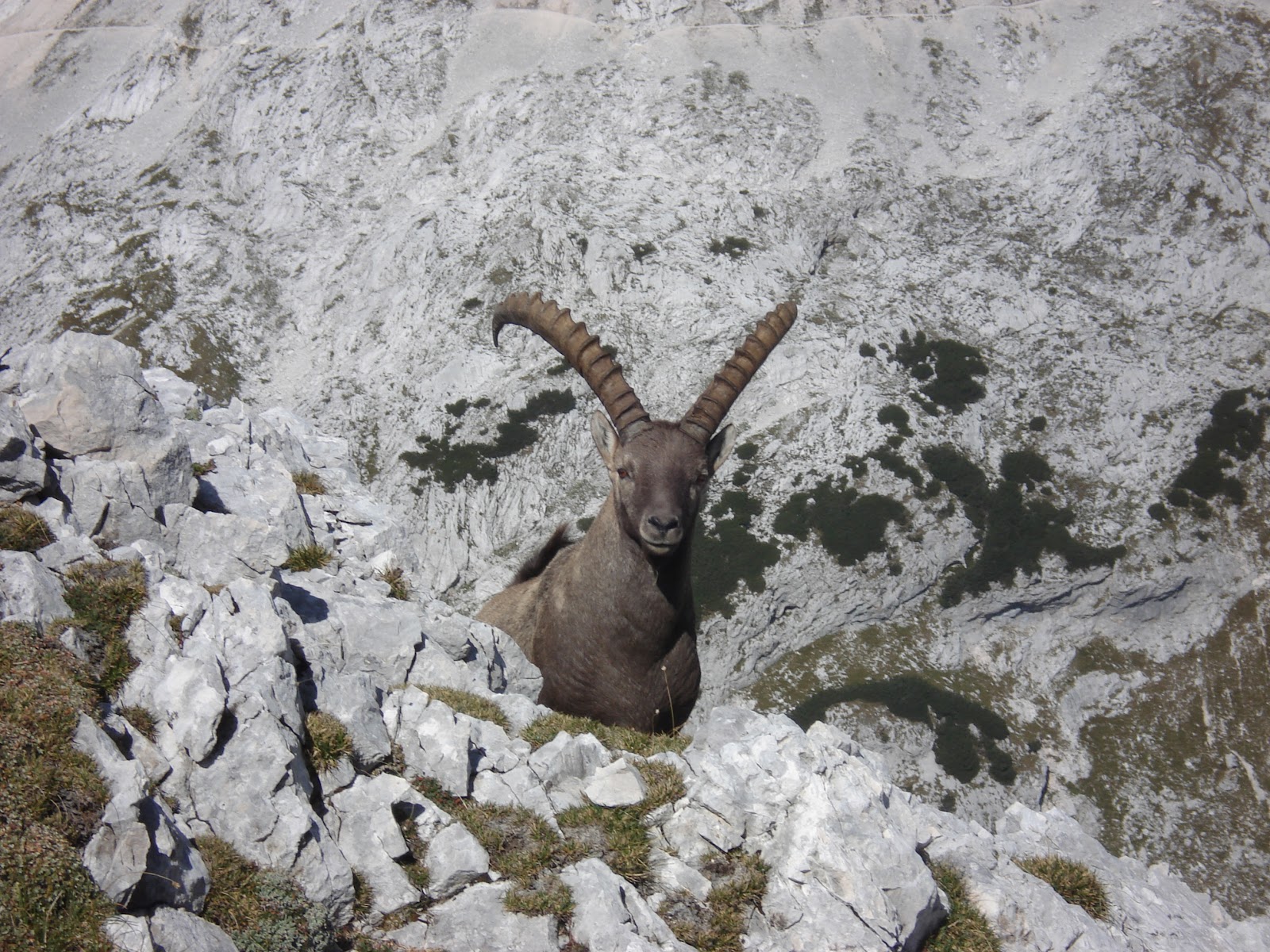 Moja pota po gorah (ino drugod): S psičko v gorah