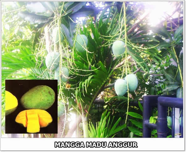 Caraka Purwo Wibisono: Mengenal manfaat dan khasiat buah mangga madu anggur