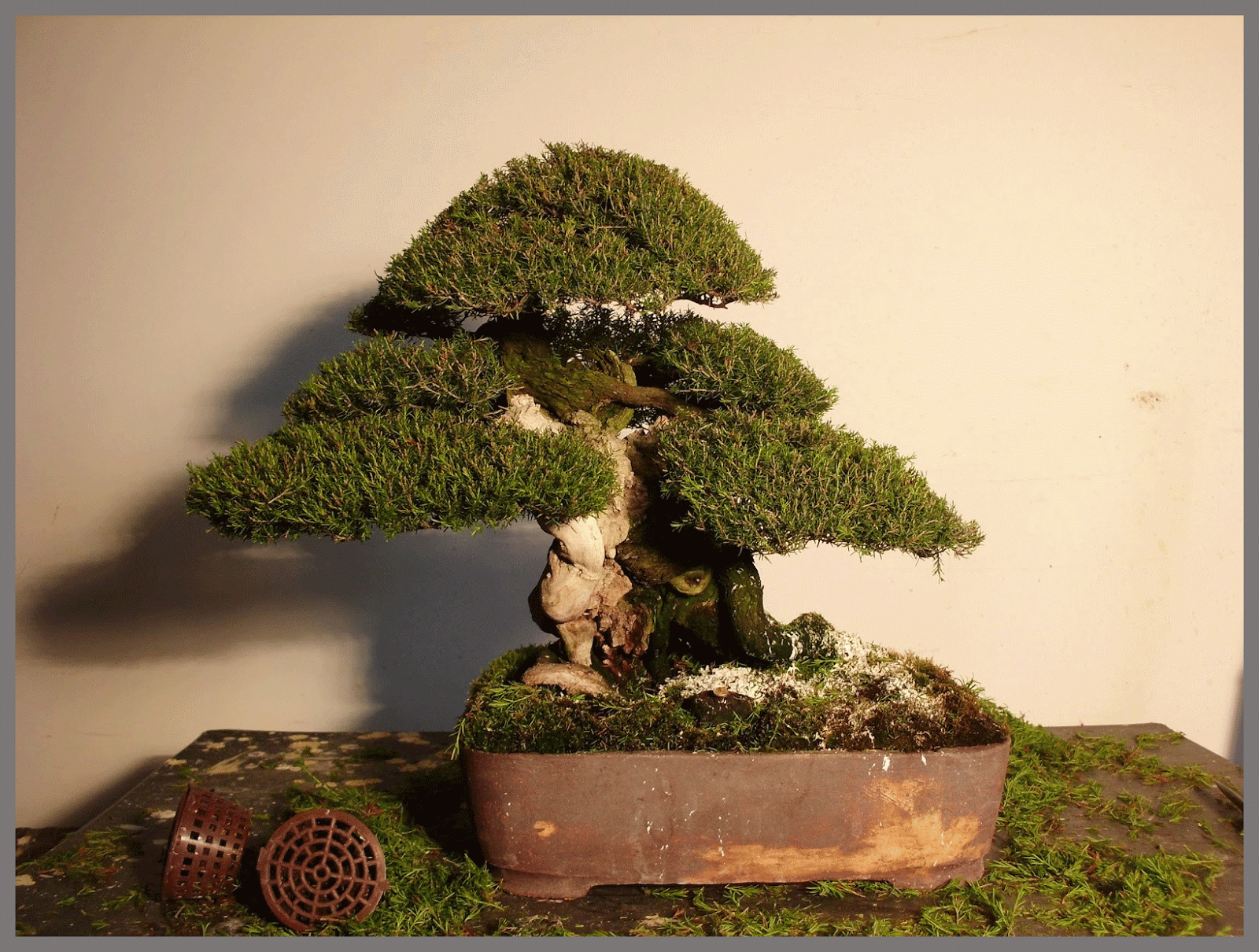 CHOWA ZOUTLEEUW: Erica arborea van Alberto Baleato