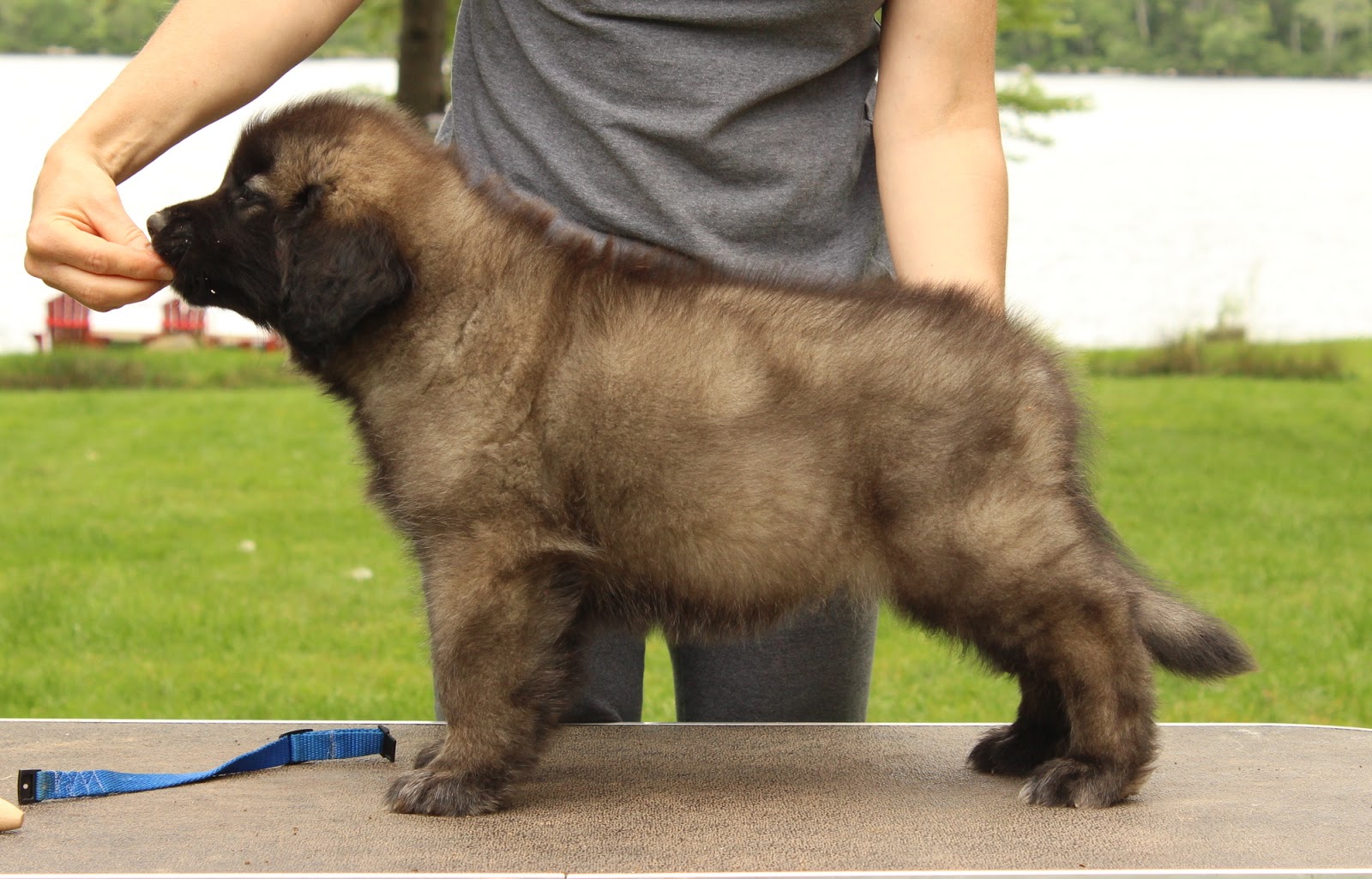 Wanderweg Leonbergers: The fab four are almost 8 weeks old!