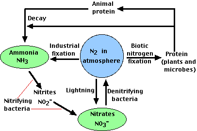 SIKLUS NITROGEN ( Nitrogen cycle )
