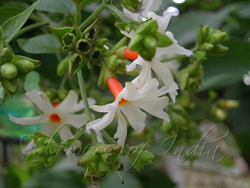 Flora of India: State Flowers of India