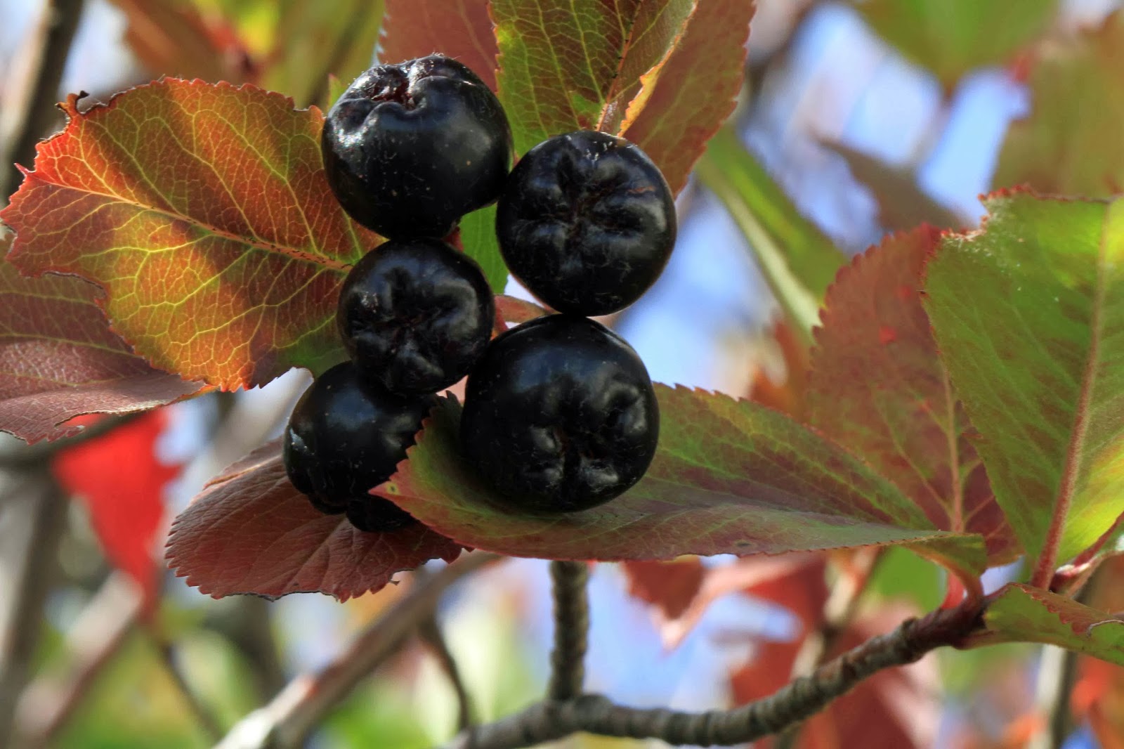 Aroniabær 2013. Svartsurbær. Det lages saft og gele med kunstnerhaugens ...