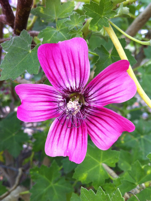 Pennsylvania Street Gardens: Plant profile: Lavatera