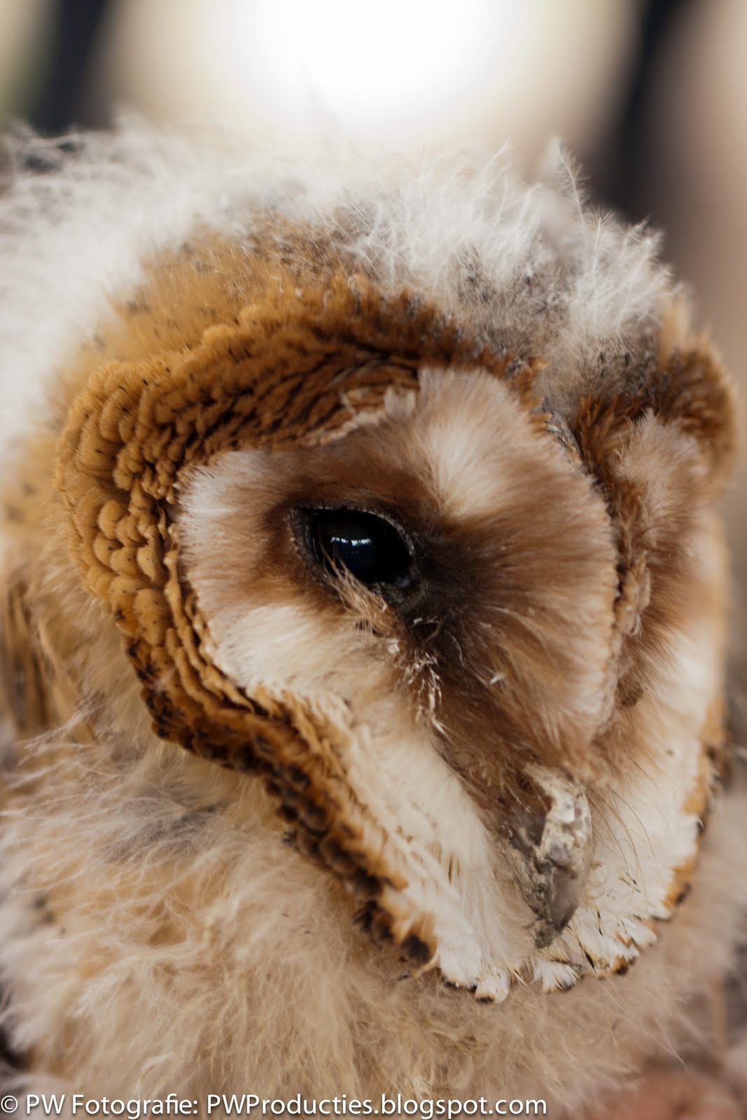 PW Fotografie: Uilskuikens