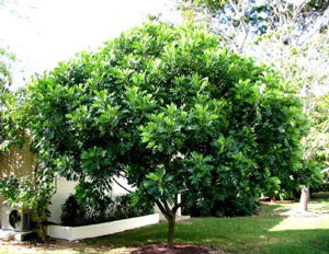 Jenis-jenis Pohon Peneduh yang Biasanya Ada di Tepi Jalan ~ Juragan Les