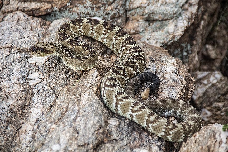 Your Daily Dose of Sabino Canyon: Snake with a view
