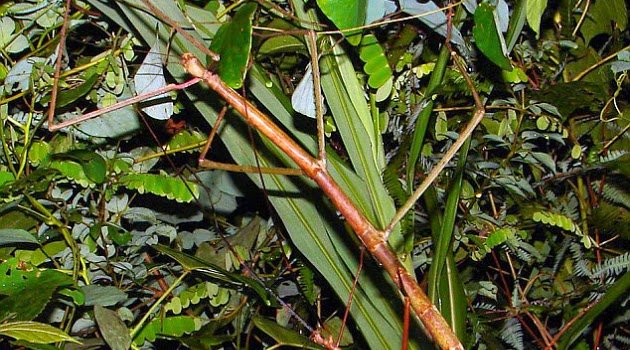 EKOGEO: BELALANG : SERANGGA PENGHUNI RERUMPUTAN