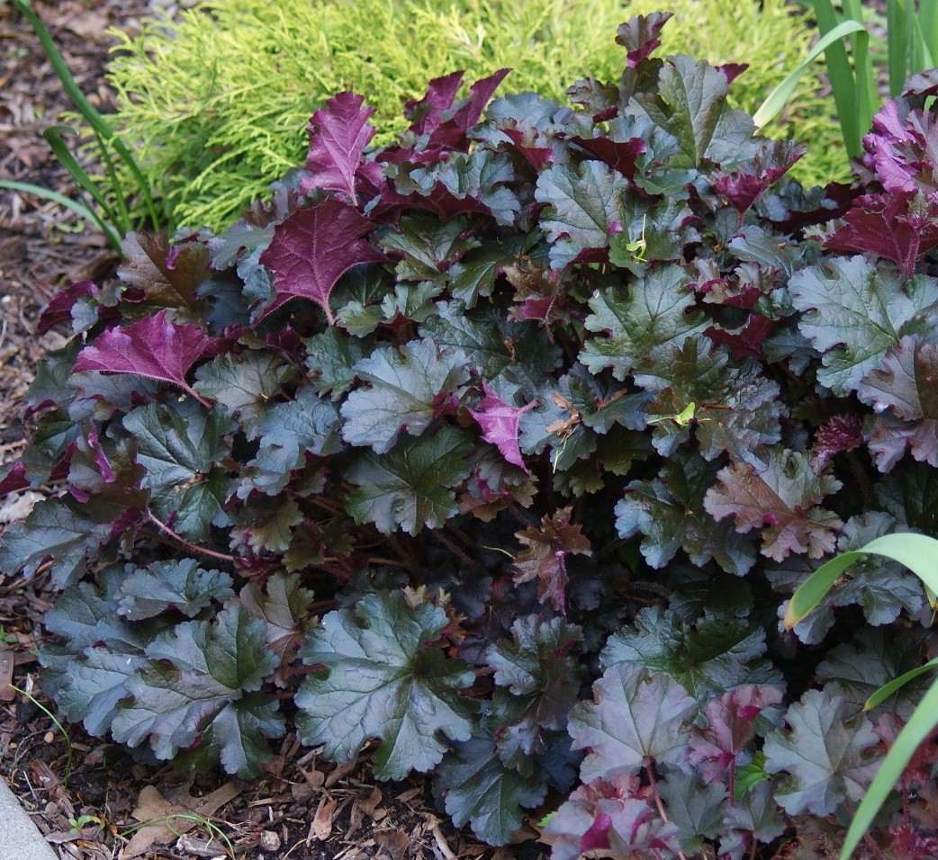 Visit My Garden: Heuchera