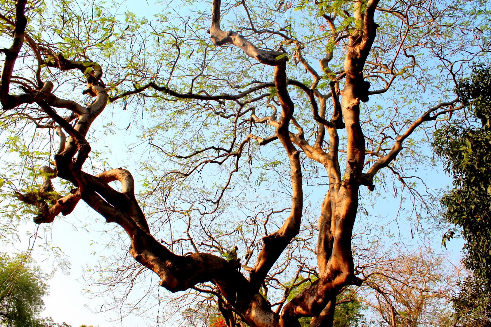 potpourri..: Alcha..