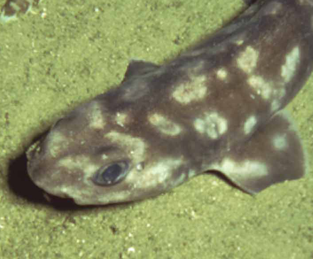 JackJones Blog: NEW SHARK SPECIES DISCOVERED