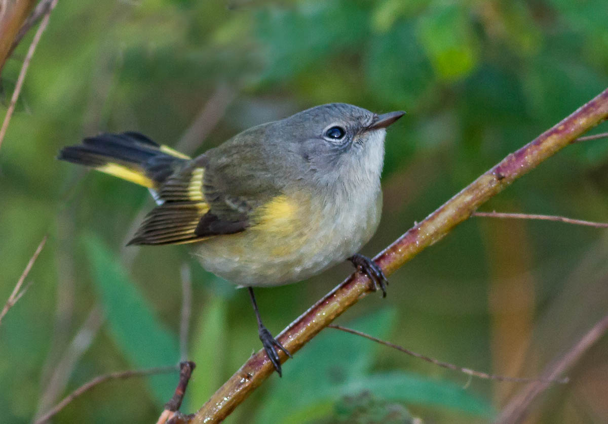 A Year With Judy Toups: CONFUSING FALL WARBLERS?