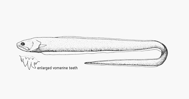 Virginia Tech Ichthyology Class : Exploring Pearlfishes (Carapidae) and ...