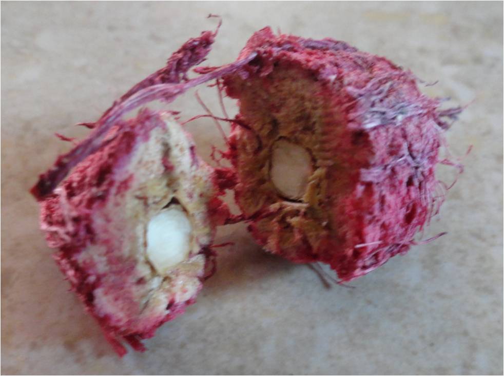 La Doctora De Las Plantas: Almendrón: Terminalia catappa. Árbol de ...