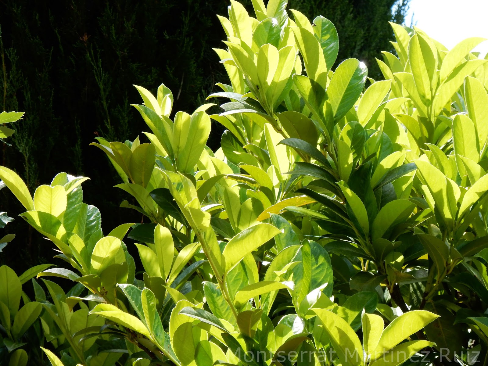 LAUREL CEREZO o LAUREL REAL - BOTÀNIC SERRAT