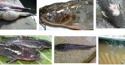 Hama Dan Penyakit Lele Keli Serta Cara Mengatasinya - cara ternak ikan