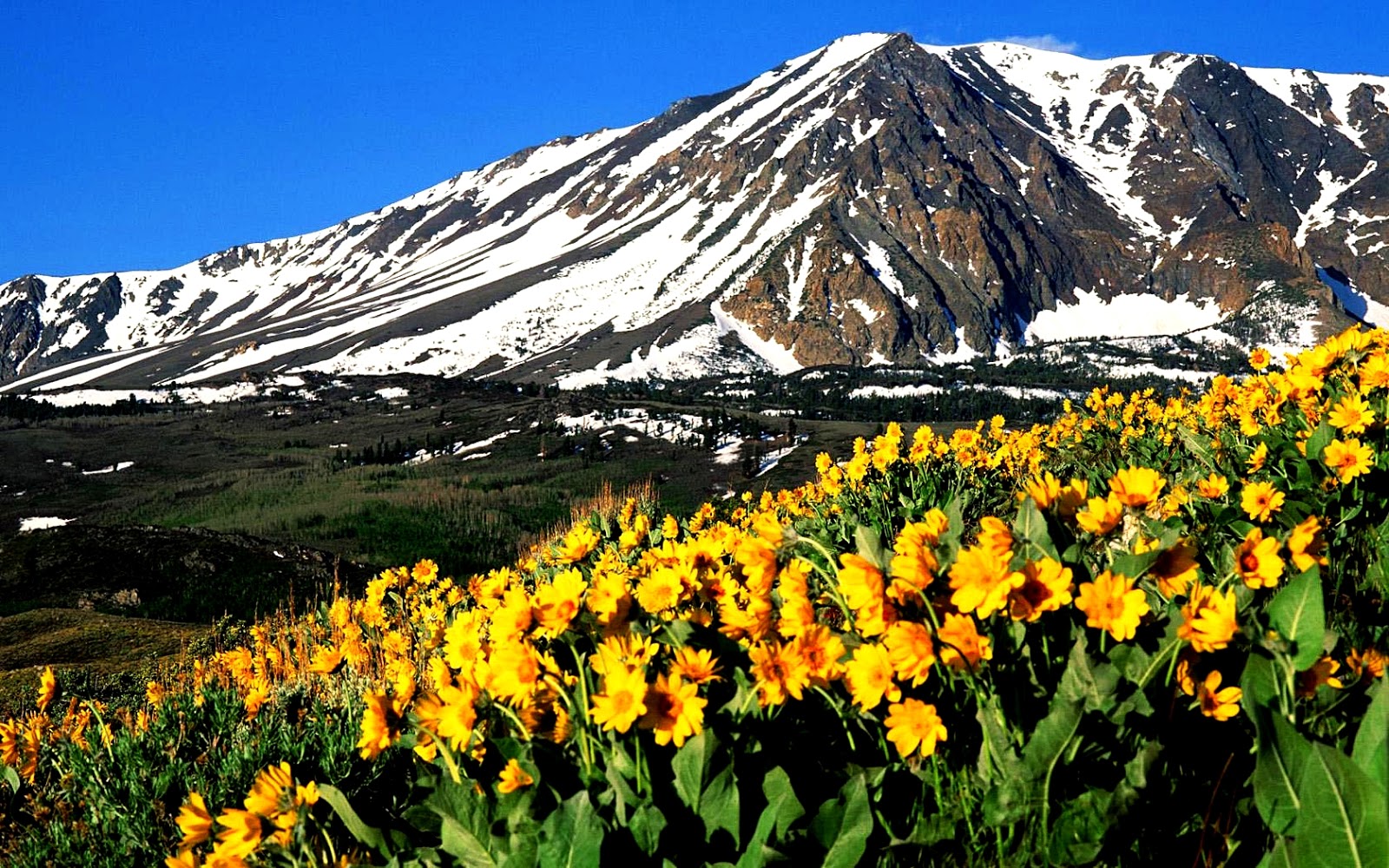 Info.Carlibaba.Bucovina.Online: Selectie cu imagini de primavara pe ...