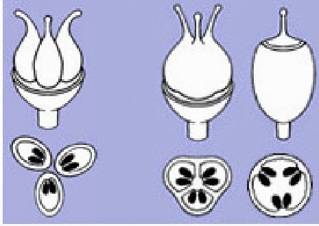 MORFOLOGIA DE FLOR: MORFOLOGIA DE FLOR